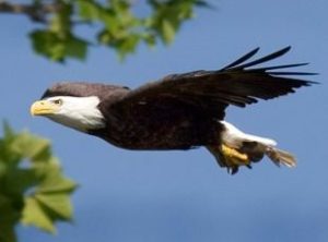 Amazing Eagle Facts, Principles, and Lessons That Will Change Your Life ...